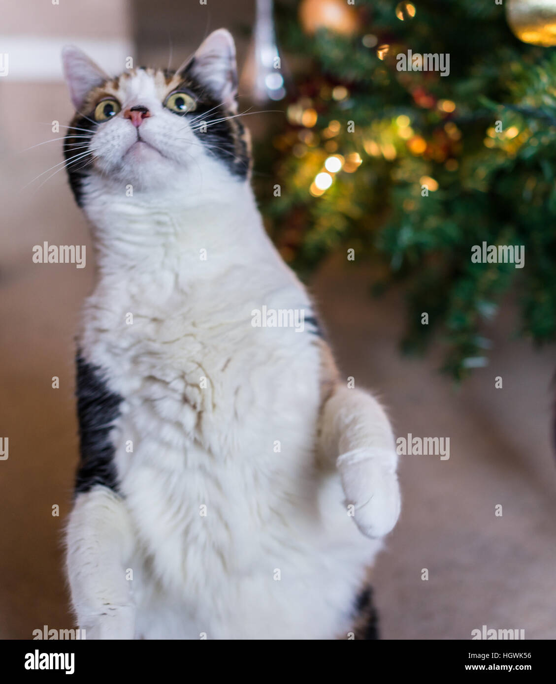 White spots on belly hi-res stock photography and images - Alamy