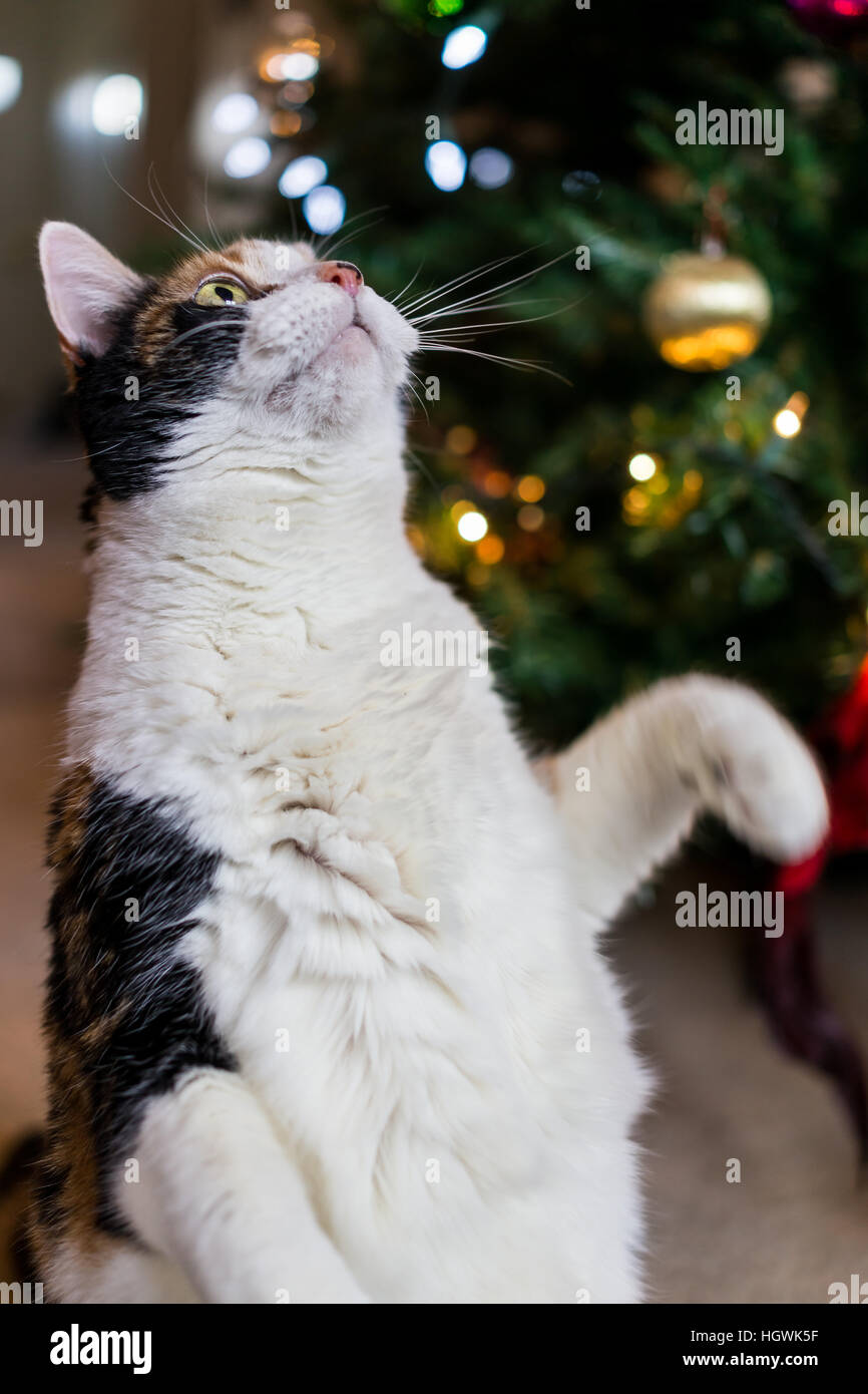Calico cat standing up on hind legs for treat Stock Photo - Alamy