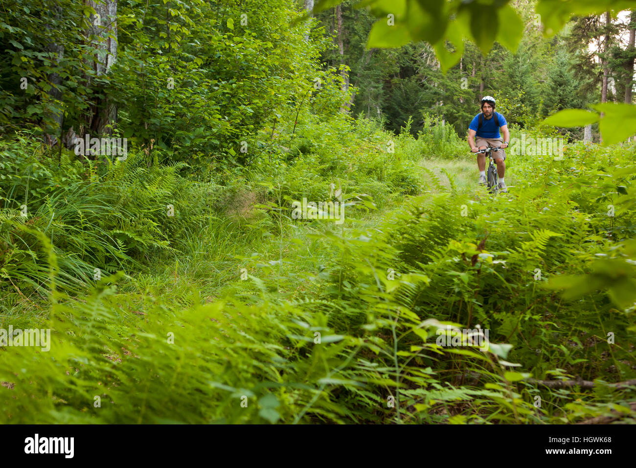 A man mountain biking on the Catamount Trail in Wolcott, Vermont Stock ...
