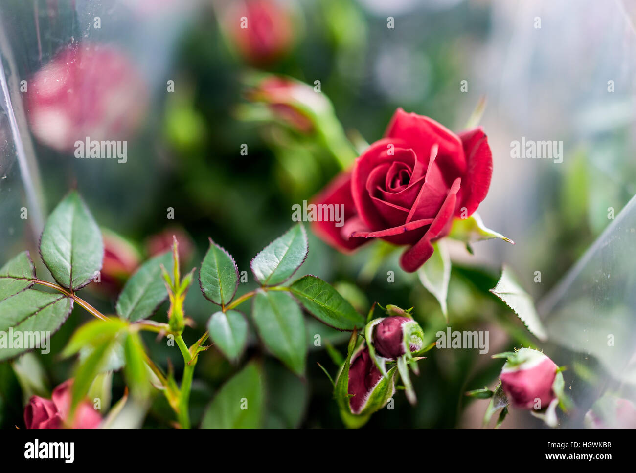 Bouquet with potted red roses wrapped in plastic Stock Photo - Alamy