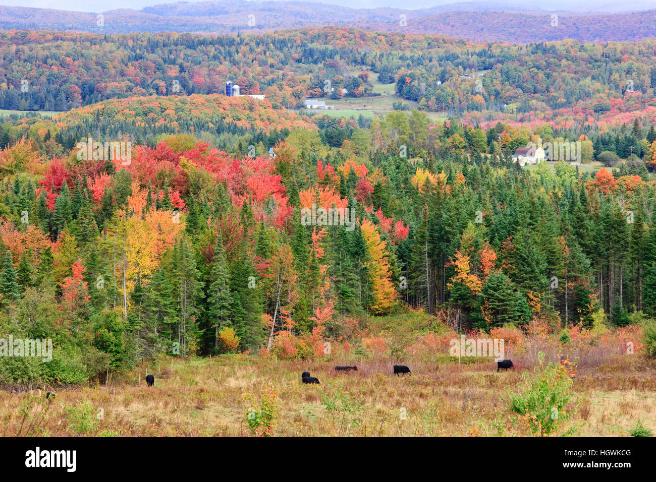 Cattle and fall foliage in Vermont's Northeast Kingdom. Cabot, VT Stock ...