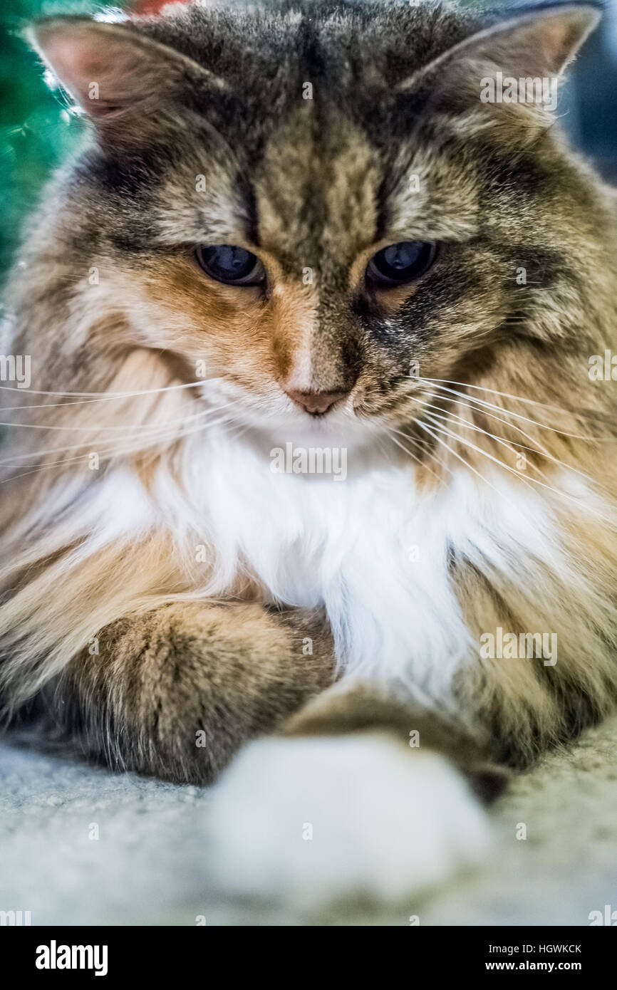 Closeup of angry maine coon cat looking down playing with paws Stock ...