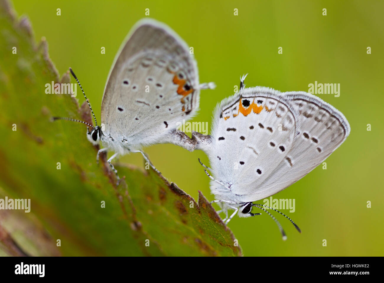 Mating eastern tailed blue butterflies hi-res stock photography and ...