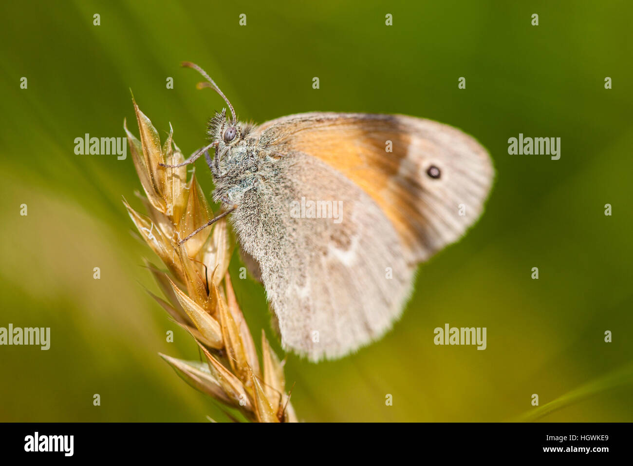 Common ringlet butterfly, Coenonympha tullia, in a field at Phillips ...