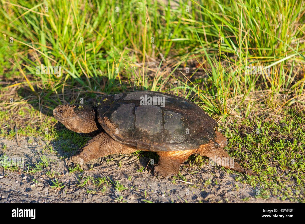 A snapping turtle, Chelydra serpentina, in Plymouth, Massachusetts ...