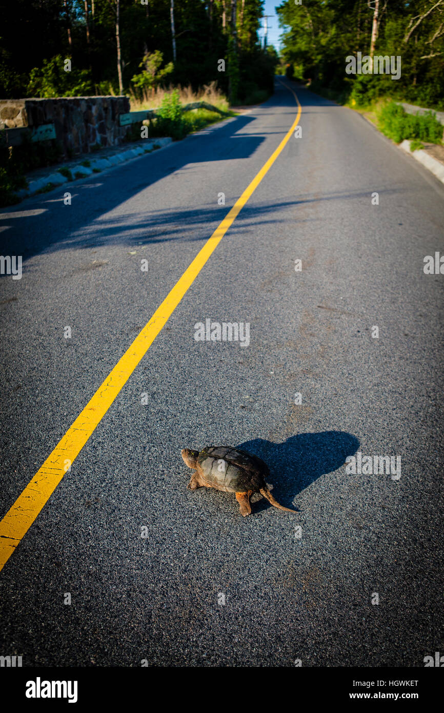 Snapping turtle crossing hi-res stock photography and images - Alamy