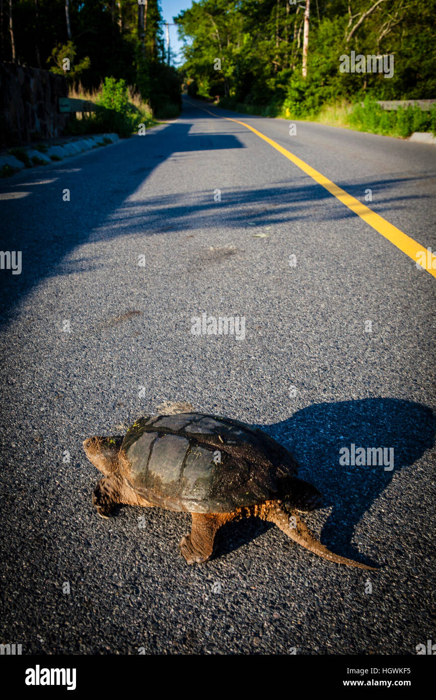 A snapping turtle, Chelydra serpentina, crosses a road in Plymouth ...