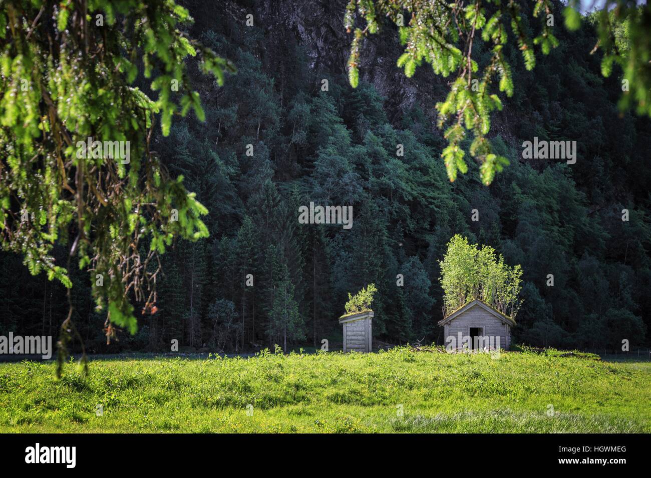 The small farm buildings on a field with grazing animals. Trees are ...
