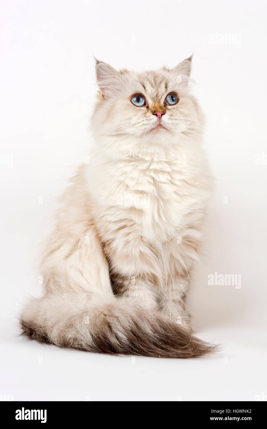 British Longhair cat, sitting Stock Photo - Alamy