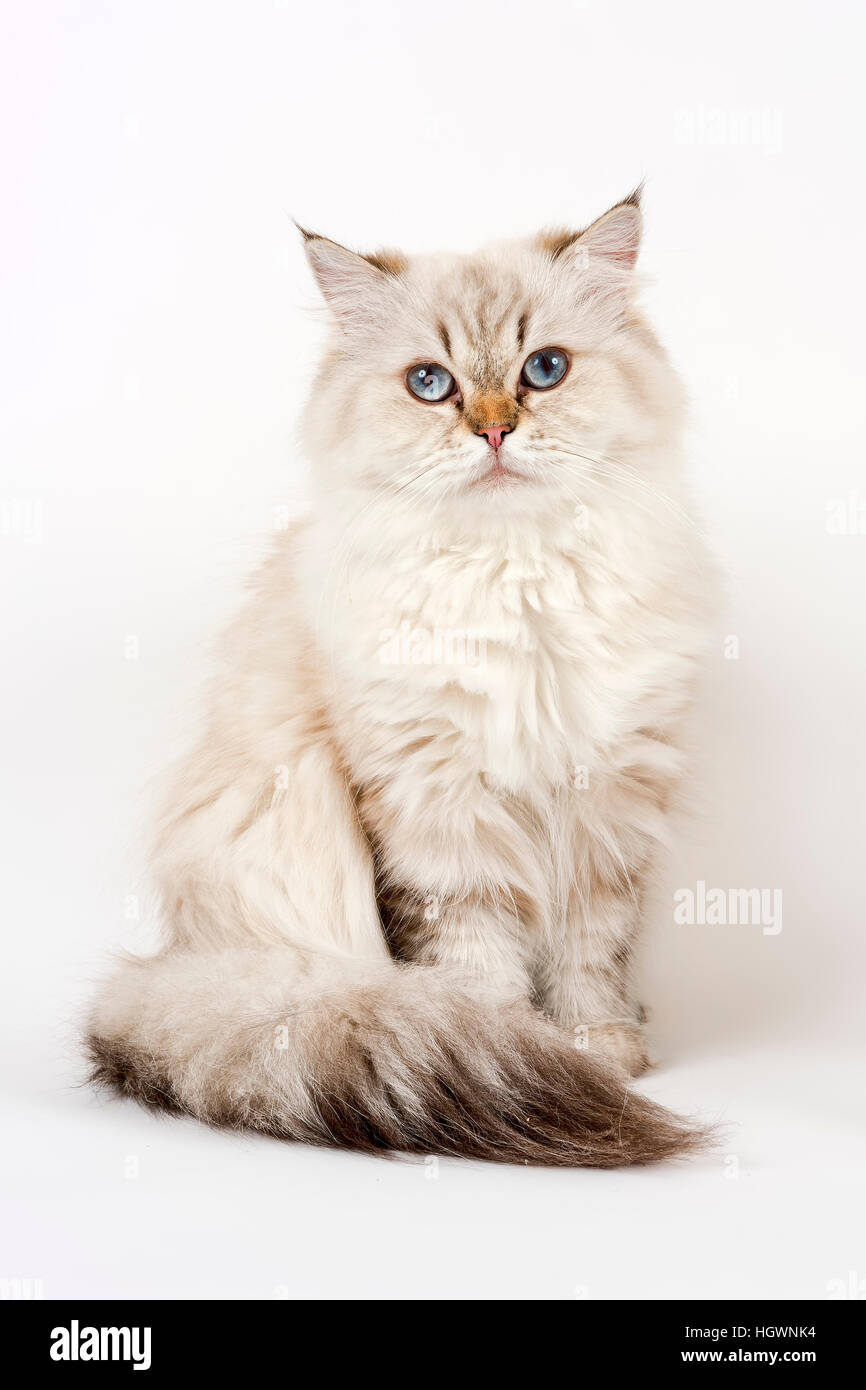 Cat full body sitting hi-res stock photography and images - Alamy