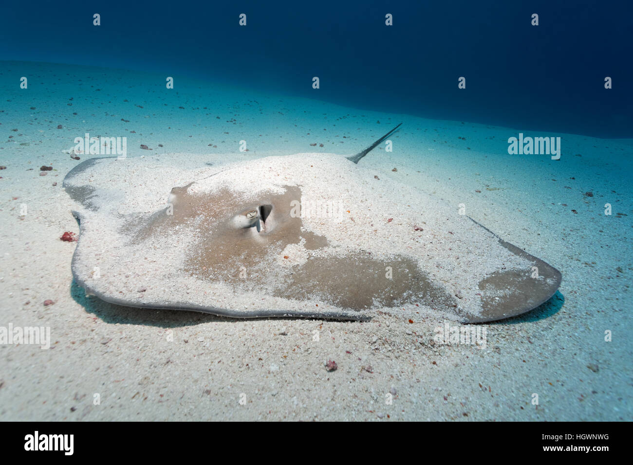 Pink stingray hi-res stock photography and images - Alamy