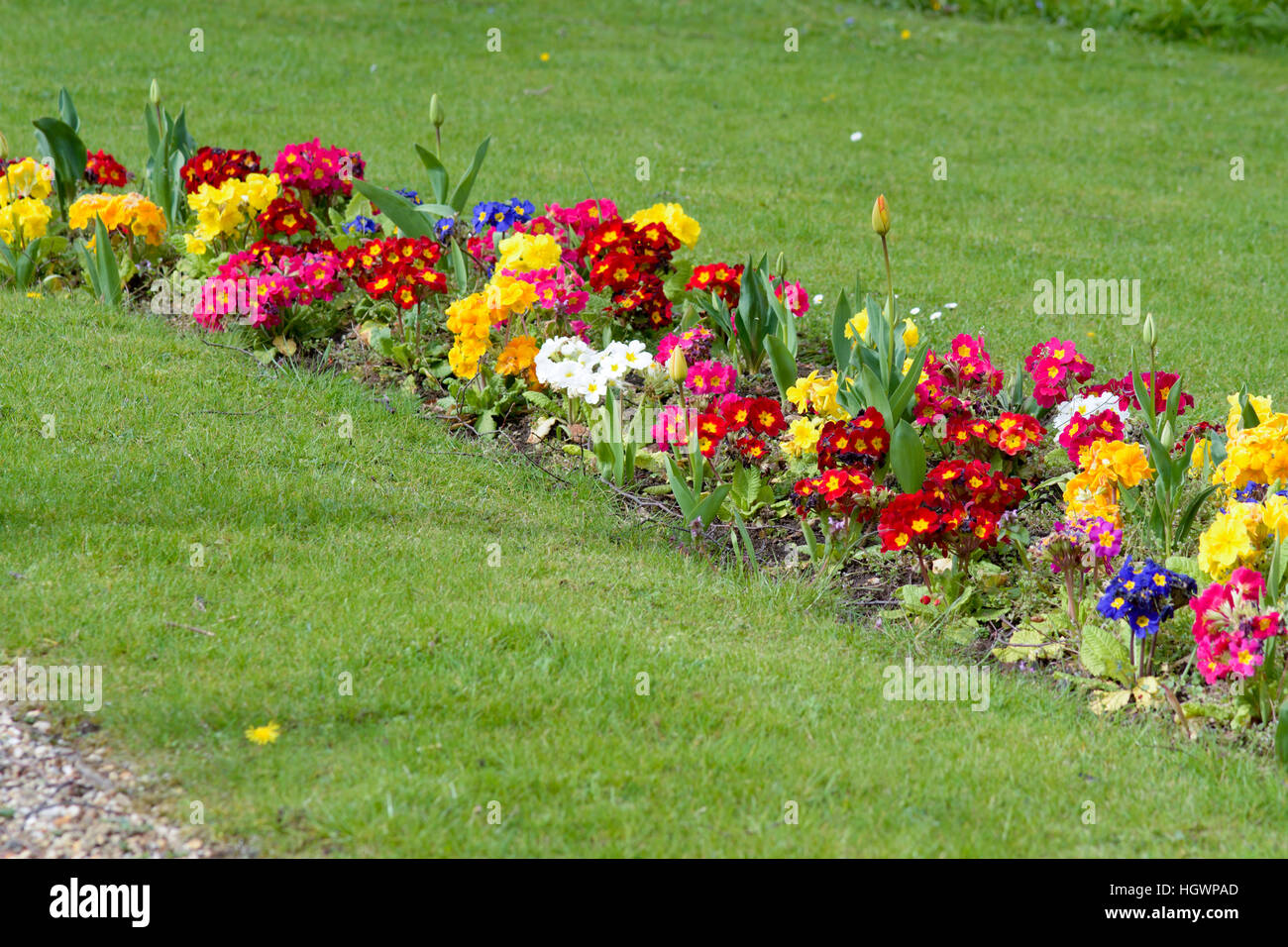 Primrose (primula vulgaris) flowers in flower bed Stock Photo - Alamy