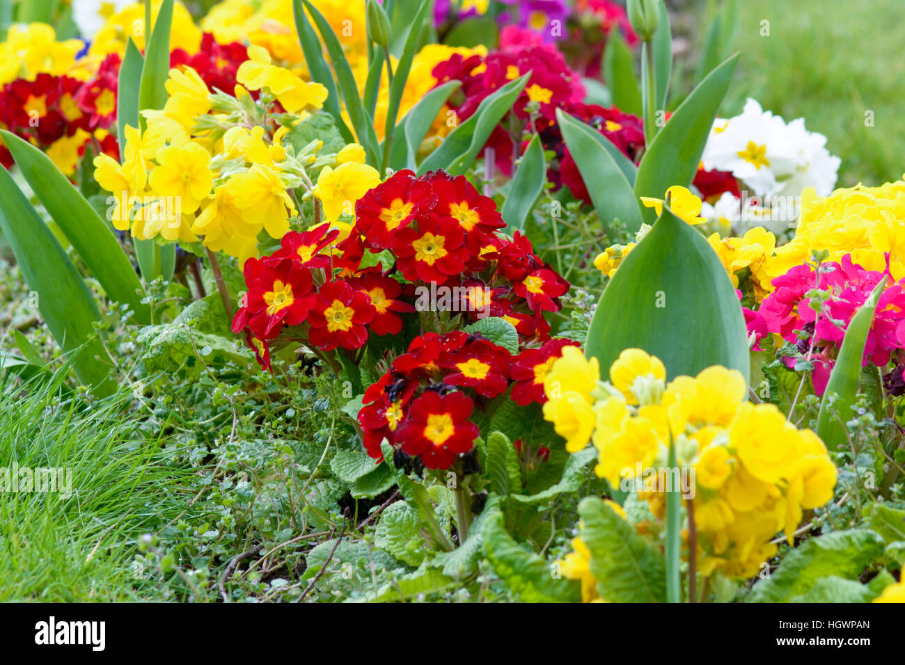 Primrose (primula vulgaris) flowers in flower bed Stock Photo - Alamy