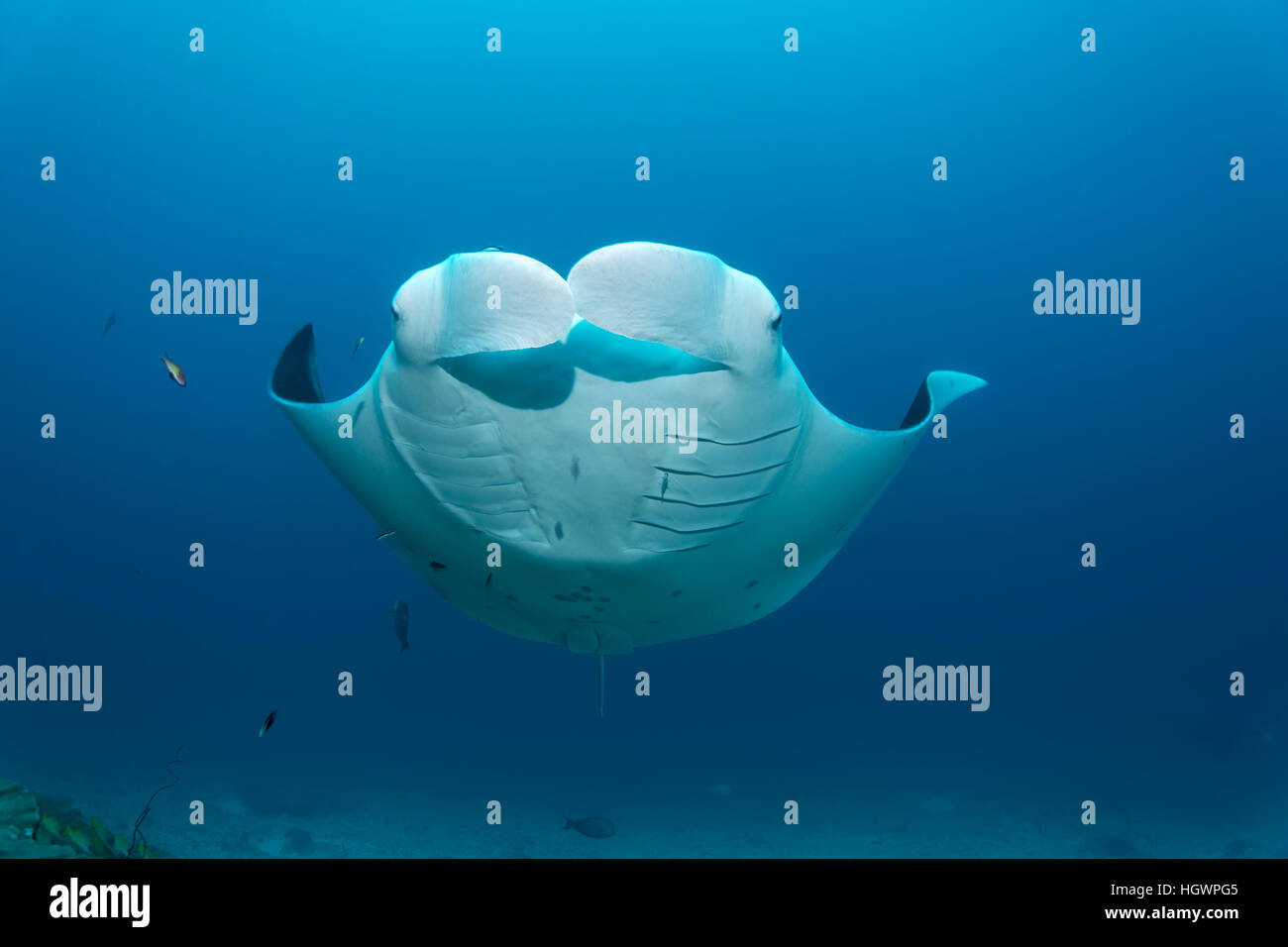 Manta ray (Manta birostris) swimming in ocean, Lhaviyani Atoll ...