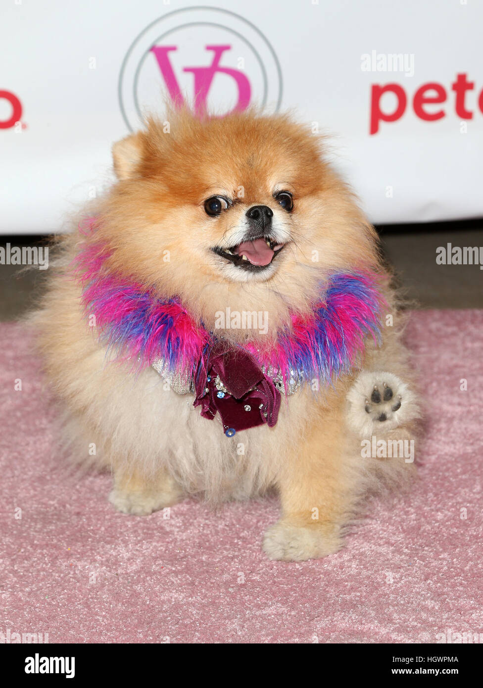 Product launch; Vanderpump Pets, founded by Lisa Vanderpump Featuring ...