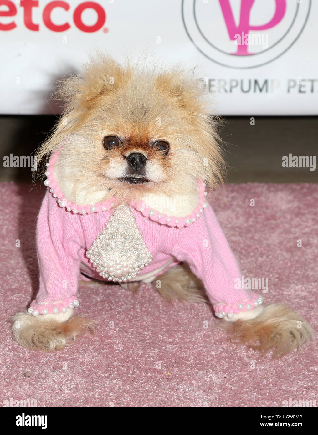 Product launch; Vanderpump Pets, founded by Lisa Vanderpump Featuring ...