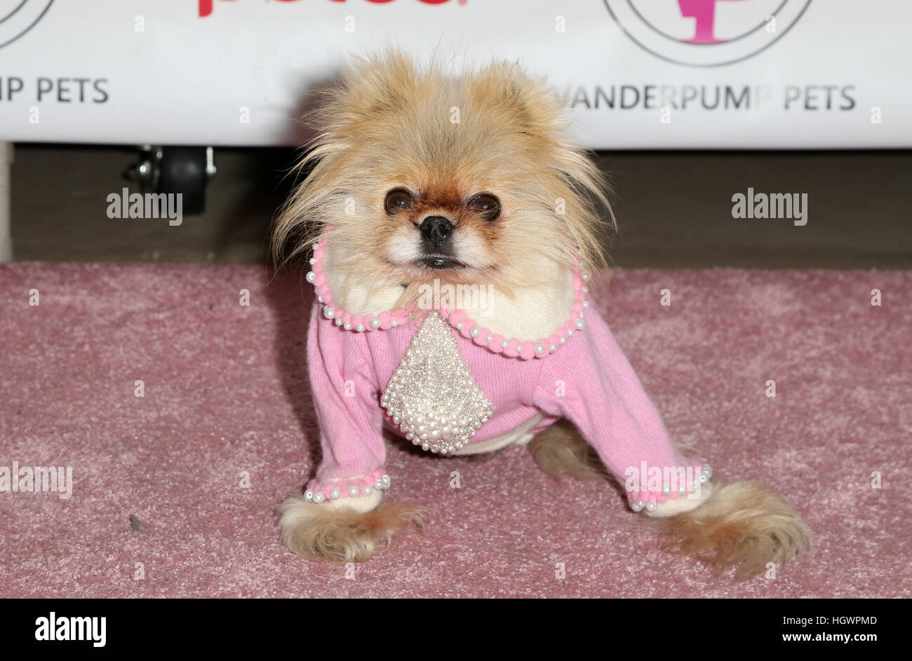 Product launch; Vanderpump Pets, founded by Lisa Vanderpump Featuring ...