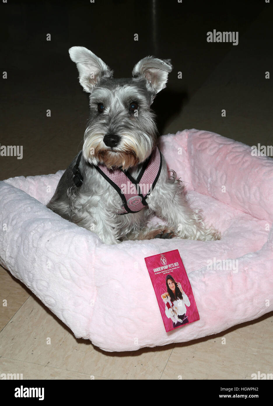Product launch; Vanderpump Pets, founded by Lisa Vanderpump Featuring ...