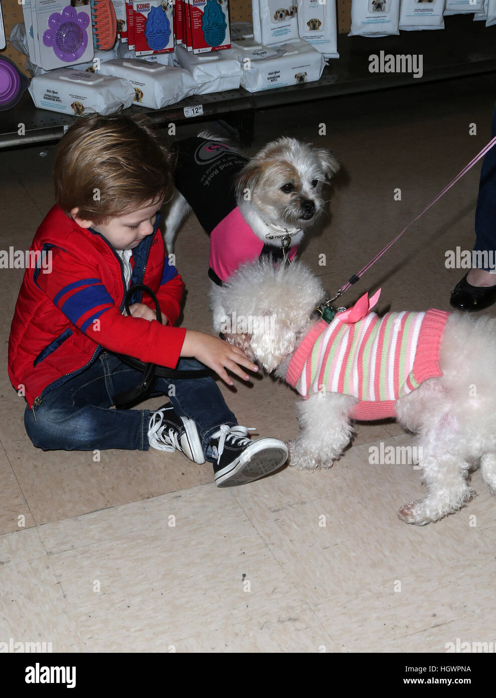 Product launch; Vanderpump Pets, founded by Lisa Vanderpump Featuring ...