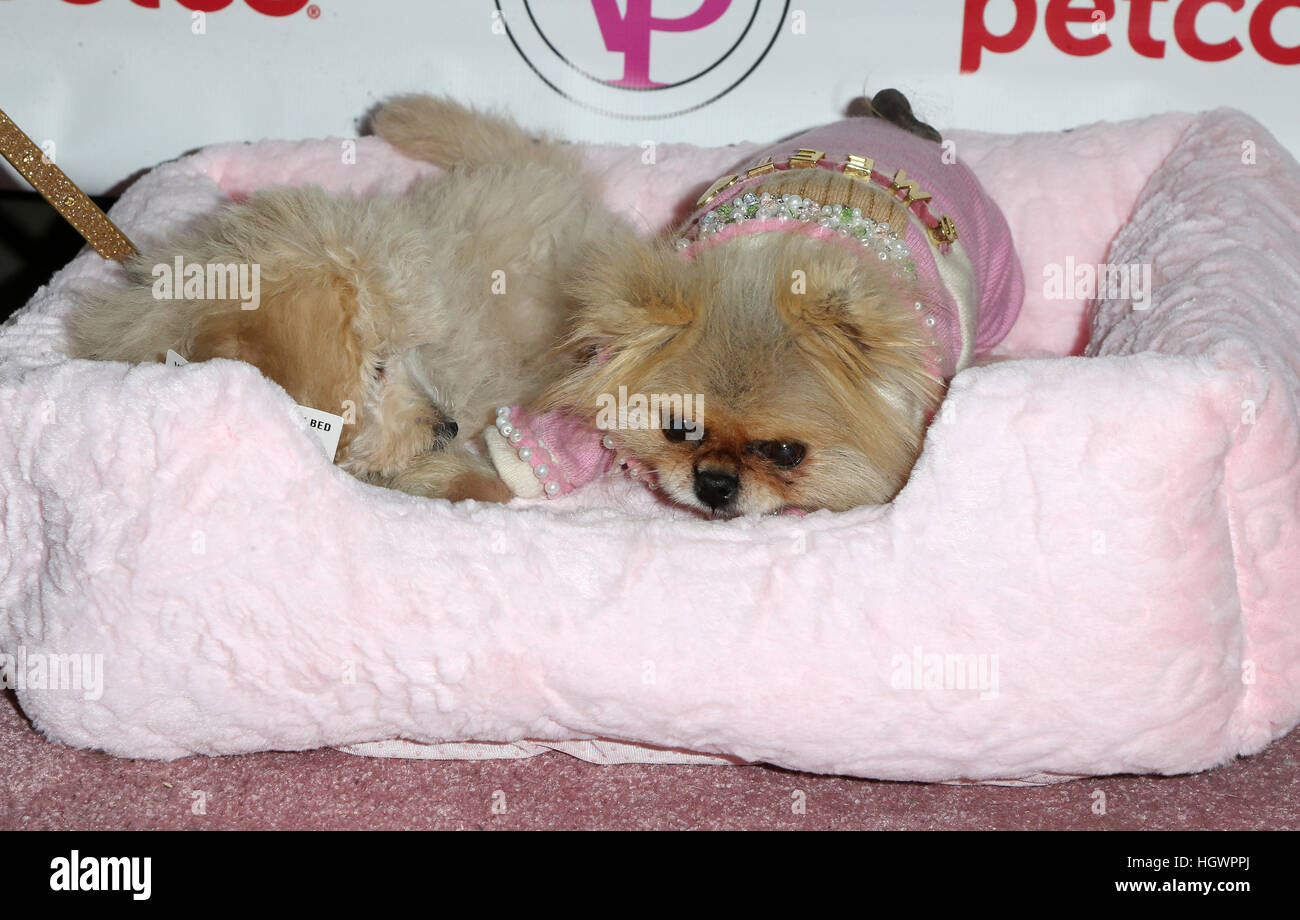 Product launch; Vanderpump Pets, founded by Lisa Vanderpump Featuring ...