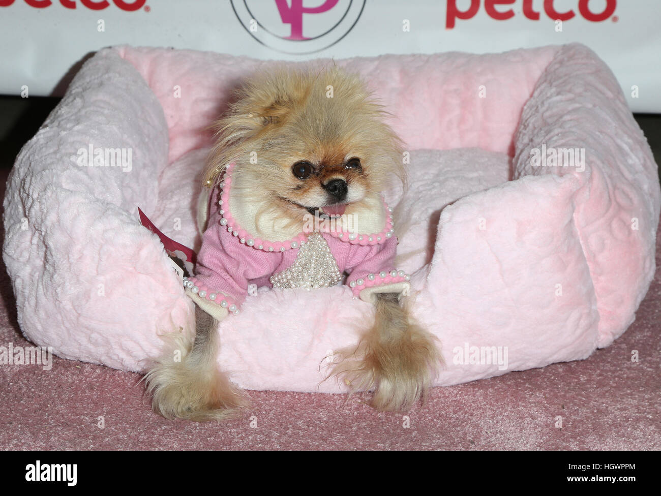 Product launch; Vanderpump Pets, founded by Lisa Vanderpump Featuring ...