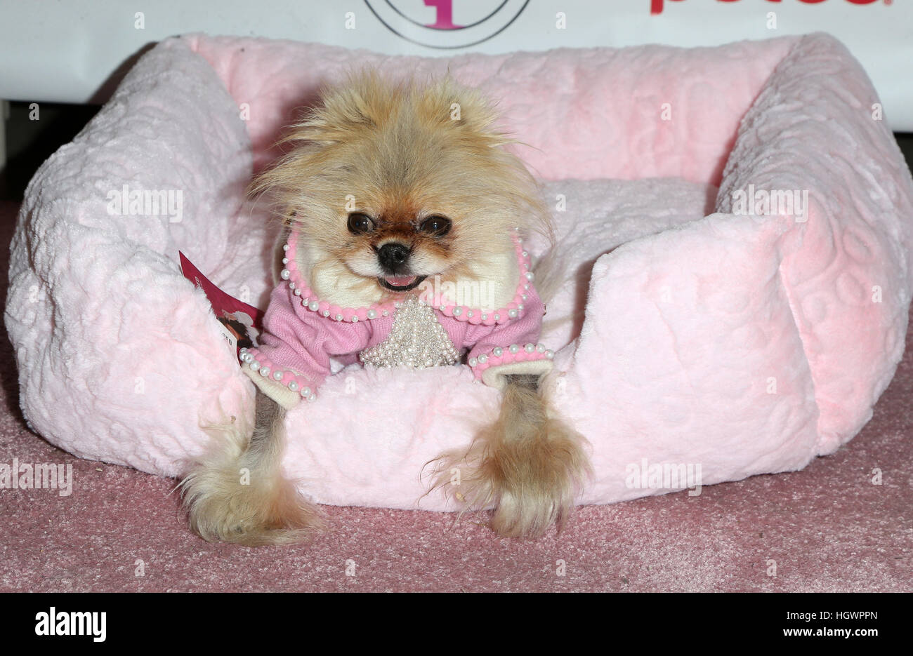 Product launch; Vanderpump Pets, founded by Lisa Vanderpump Featuring ...