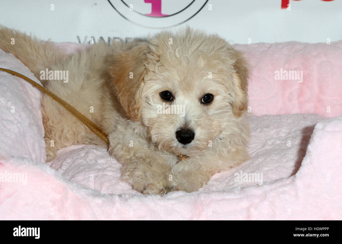 Product launch; Vanderpump Pets, founded by Lisa Vanderpump Featuring ...
