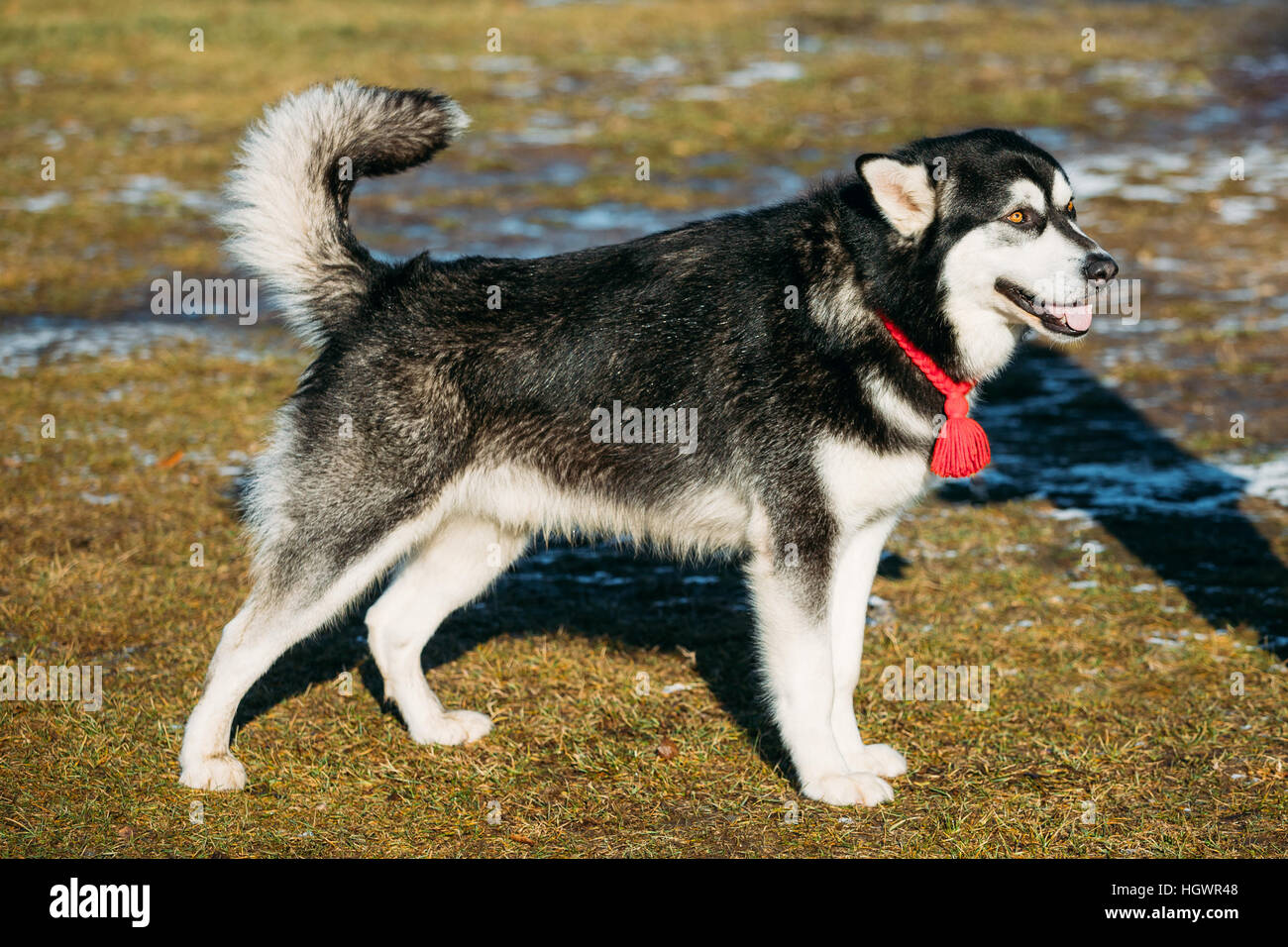 Malamute dog hi-res stock photography and images - Alamy