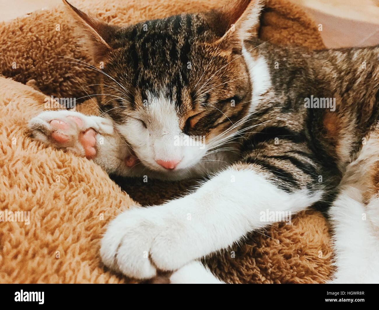 Funny Cute Cat Portrait Sleeping Stock Photo - Alamy