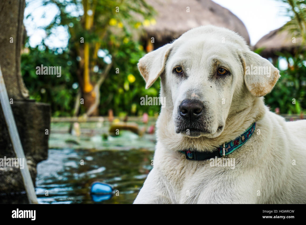 Golden labrador retriever hi-res stock photography and images - Alamy