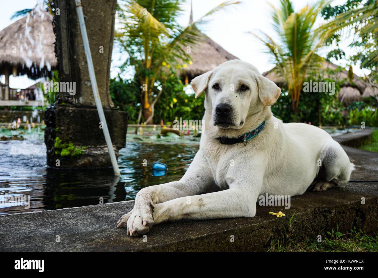 Golden labrador retriever hi-res stock photography and images - Alamy