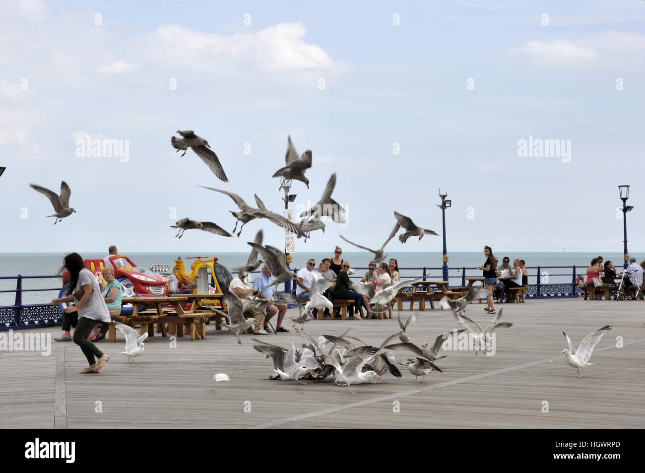 Female running clear of swooping seagulls after scattering food on ...