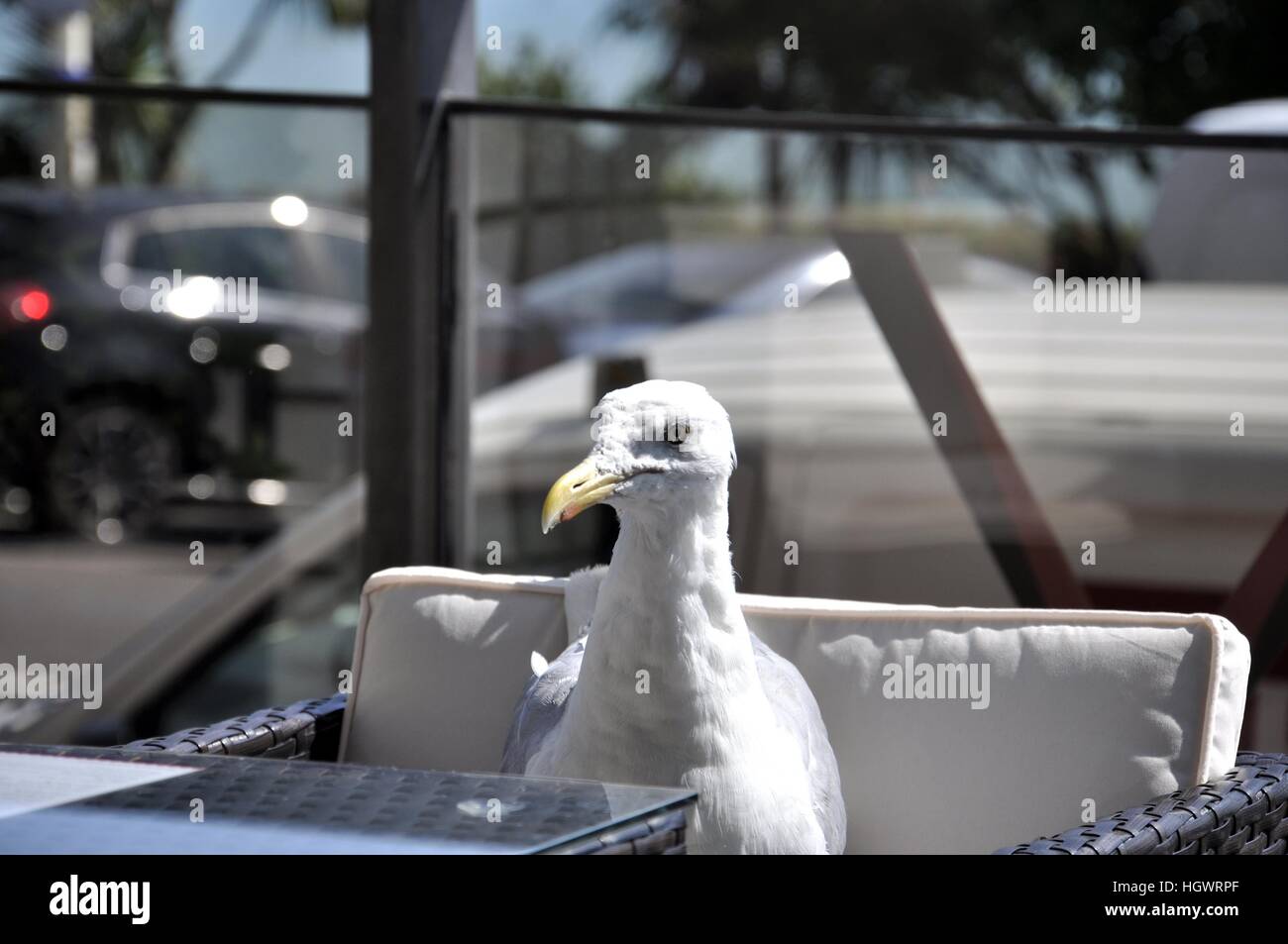 Cheeky seagull seated at outdoor table Stock Photo - Alamy