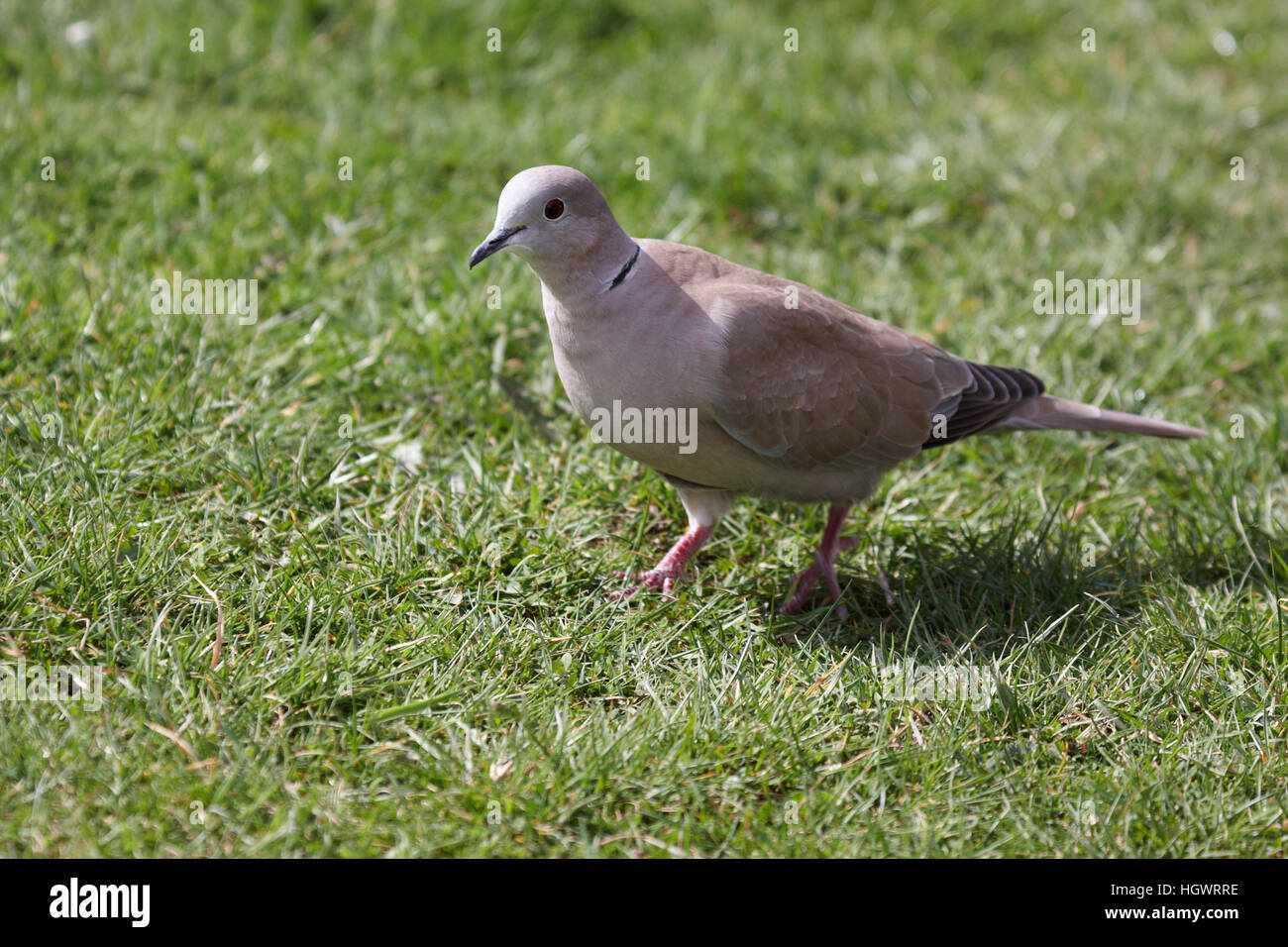 A lone Collared Dove on a grassy lawn Stock Photo - Alamy