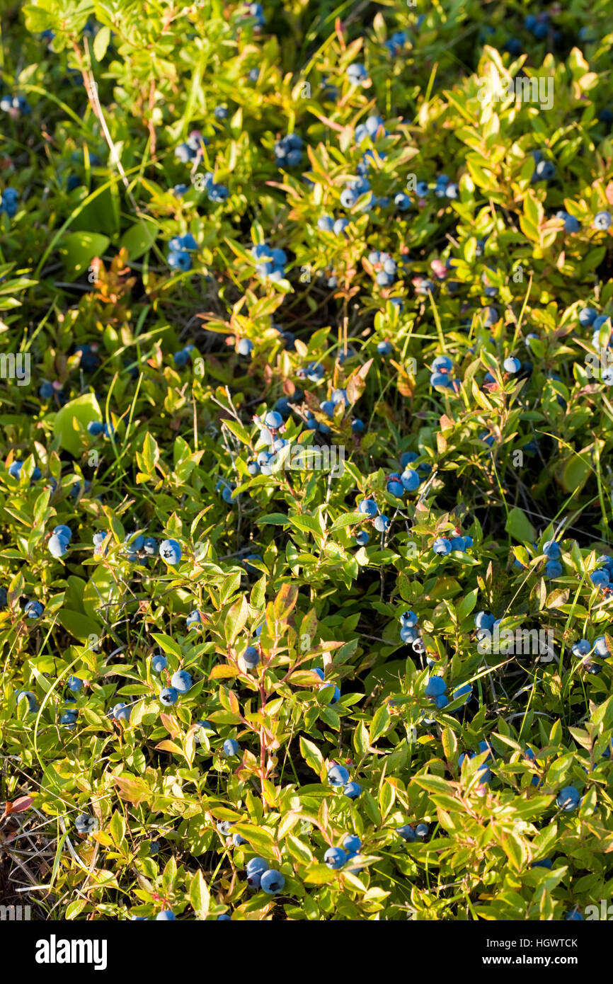 Lowbush blueberry hi-res stock photography and images - Alamy