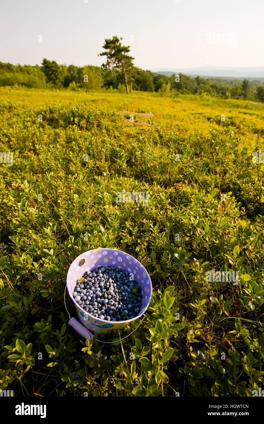 Growing blueberries bucket hi-res stock photography and images - Alamy