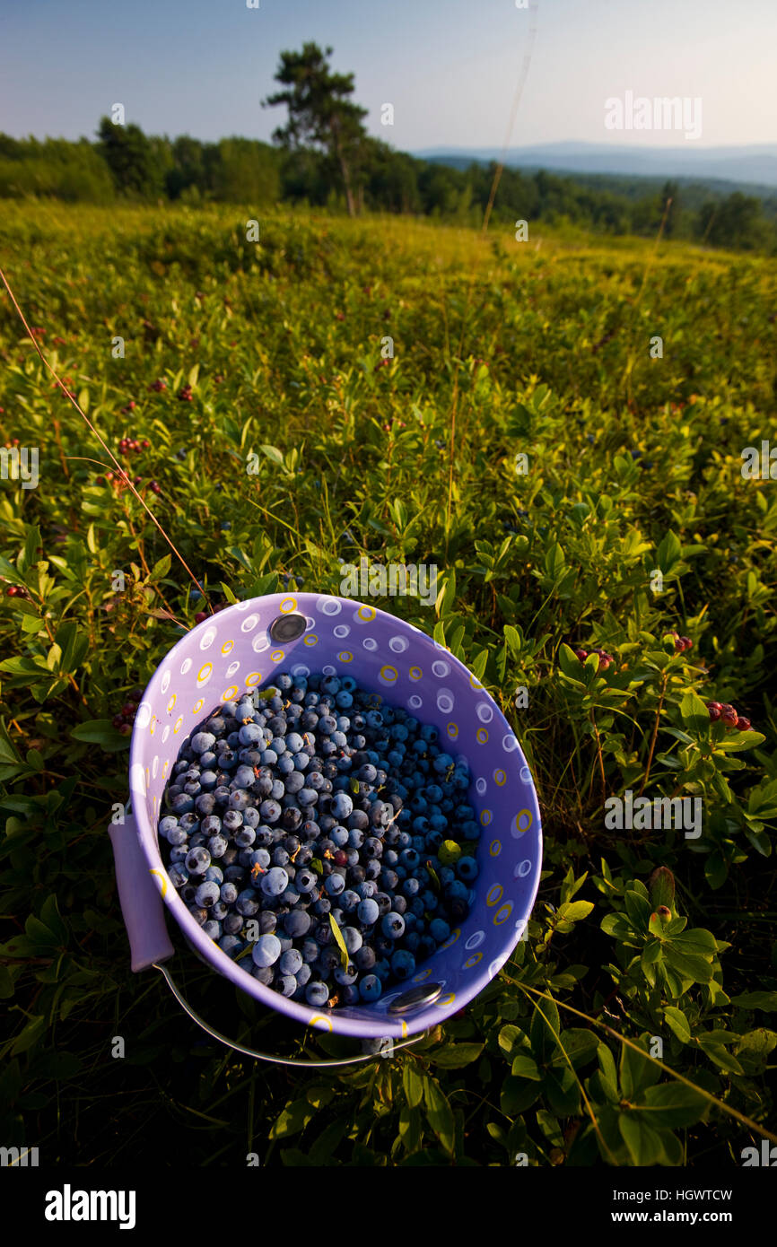 Growing blueberries bucket hi-res stock photography and images - Alamy