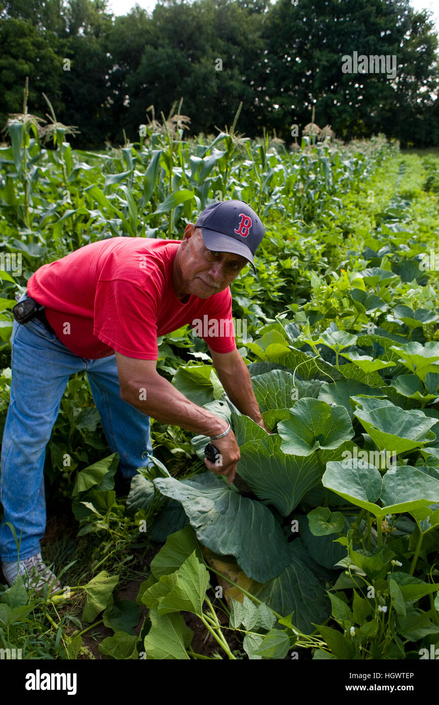 Community farmers harvest their plot at the Nuestras Raices farm in ...