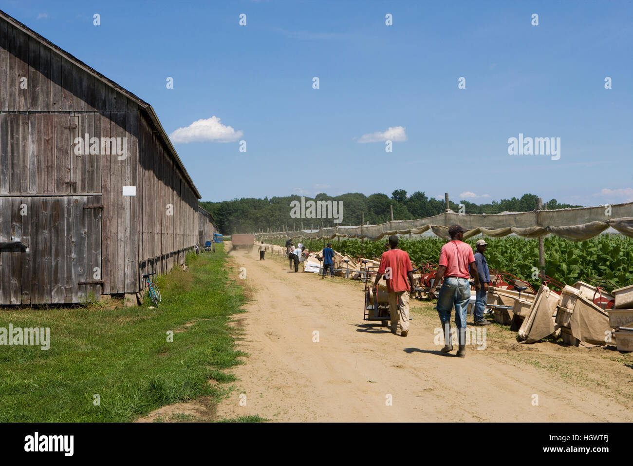 Farm hands harvest shade grown tobacco in Hadley, Massachusetts Stock ...