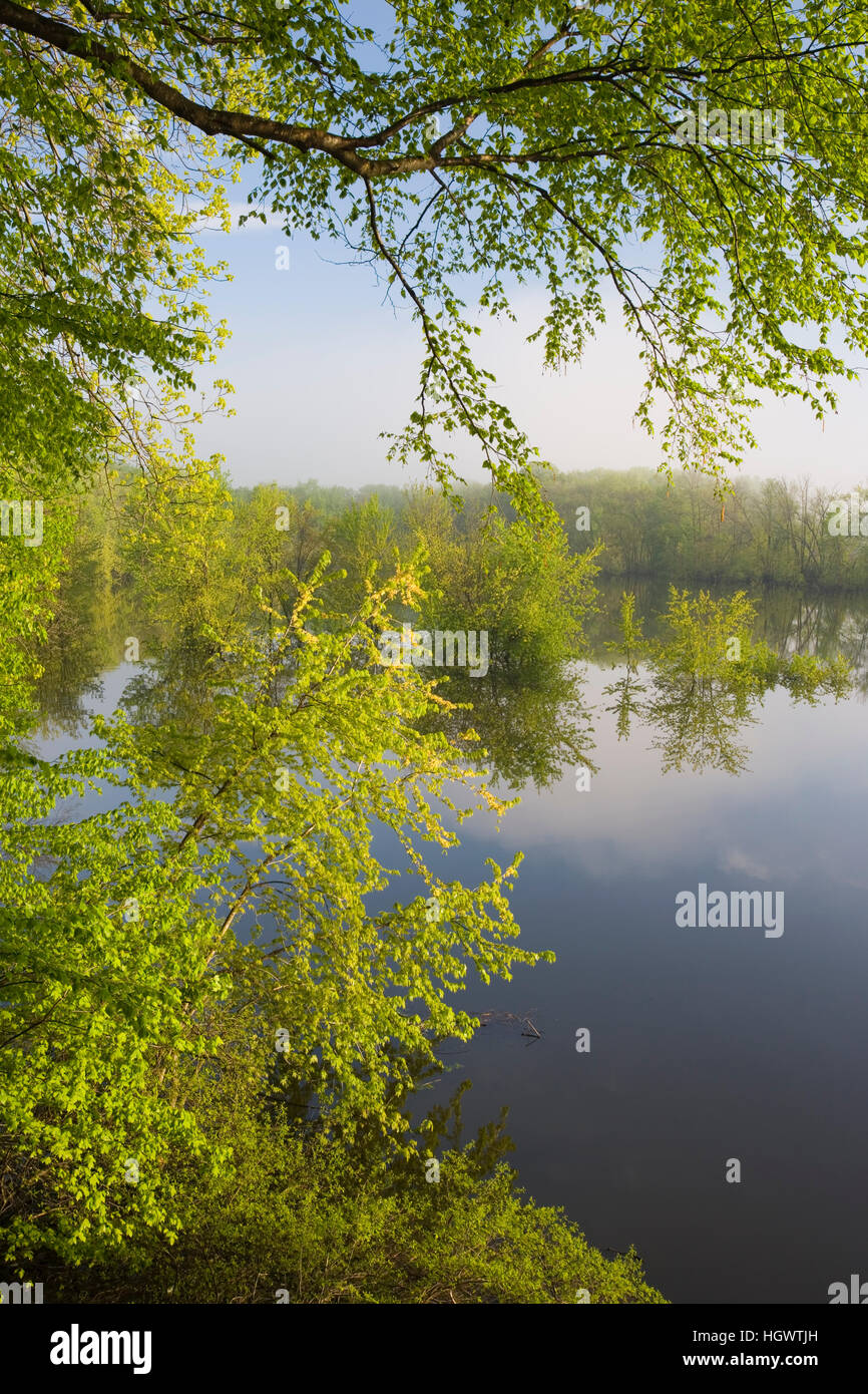 Flood waters in the Mill River, near its confluence with the ...