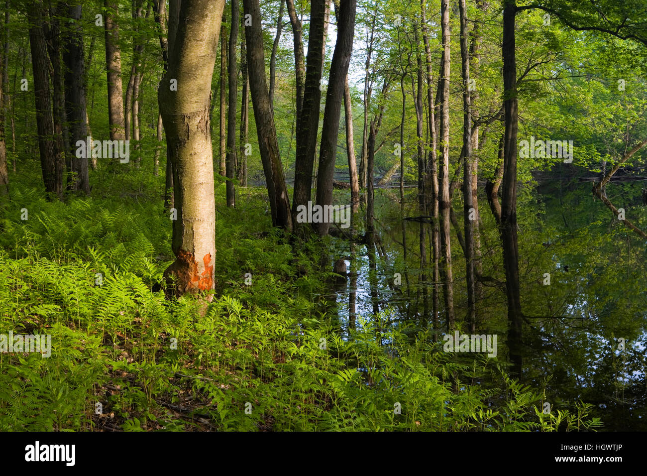 Flood waters in the Mill River, near its confluence with the ...
