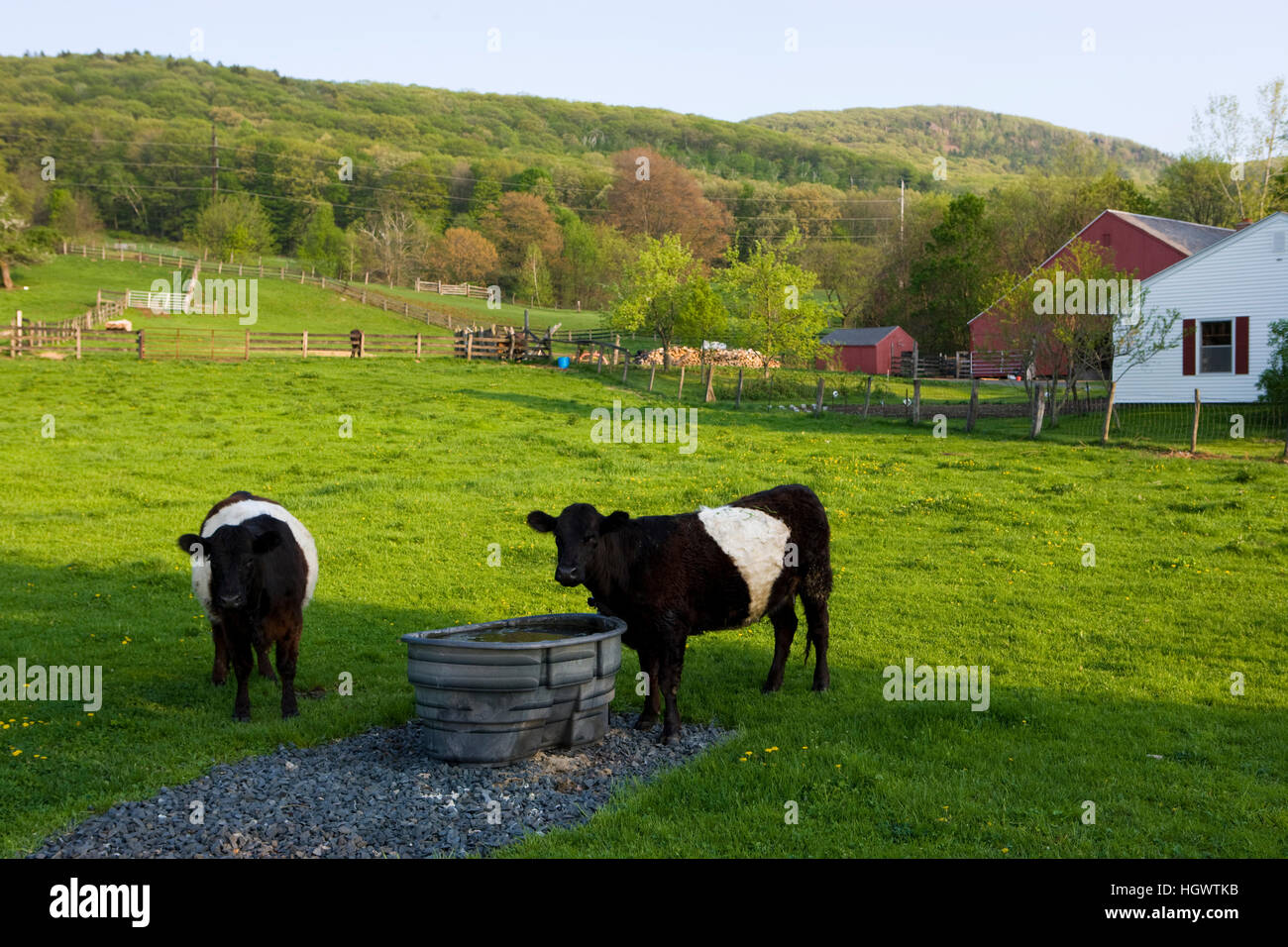 Cows on a farm in Easthampton, Massachusetts. Connecticut River valley ...