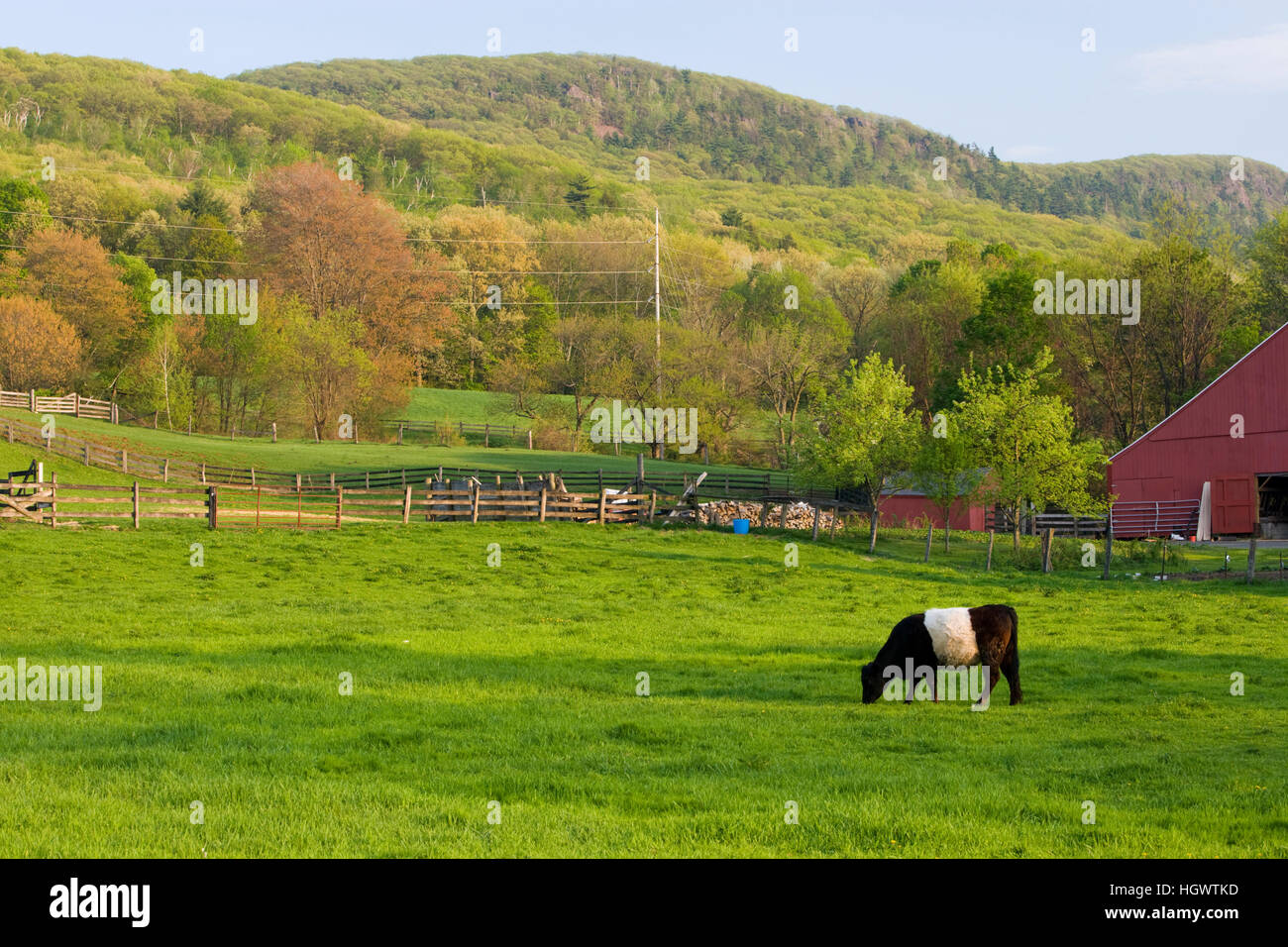 Oreo cows hi-res stock photography and images - Alamy