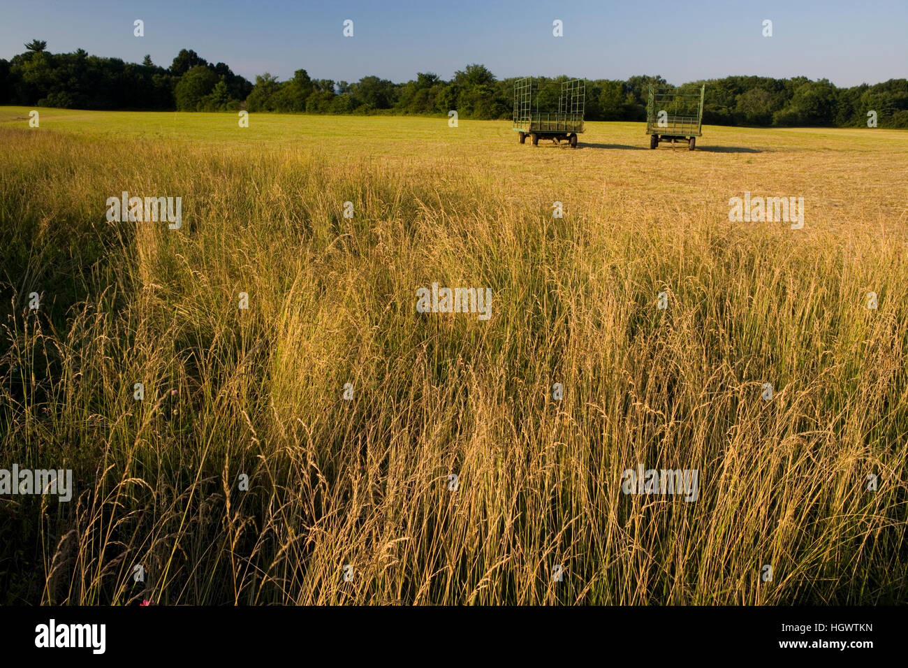 A hayfield in Hadley, Massachusetts Stock Photo - Alamy