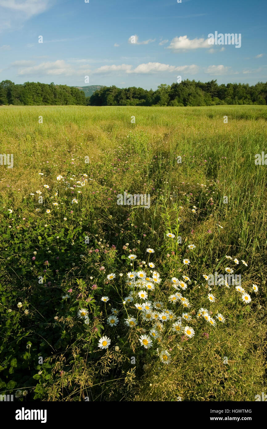Daisies in a hay field in Easthampton, Massachusetts. Echodale Farm ...