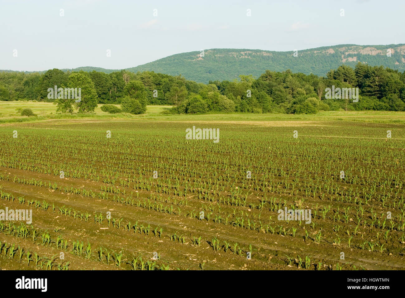 A corn field in Easthampton, Massachusetts. Echodale Farm. Mount Tom is ...