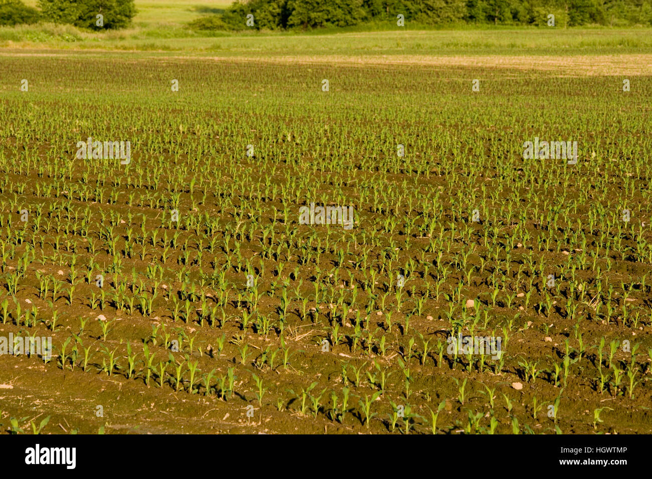 A corn field in Easthampton, Massachusetts. Echodale Farm Stock Photo ...