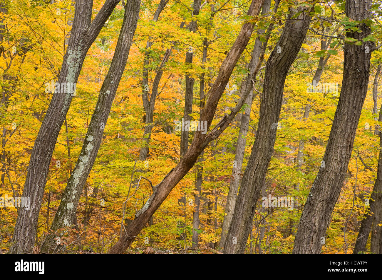 Fall in an oak-hickory forest on Mount Tom in Holyoke, Massachusetts ...