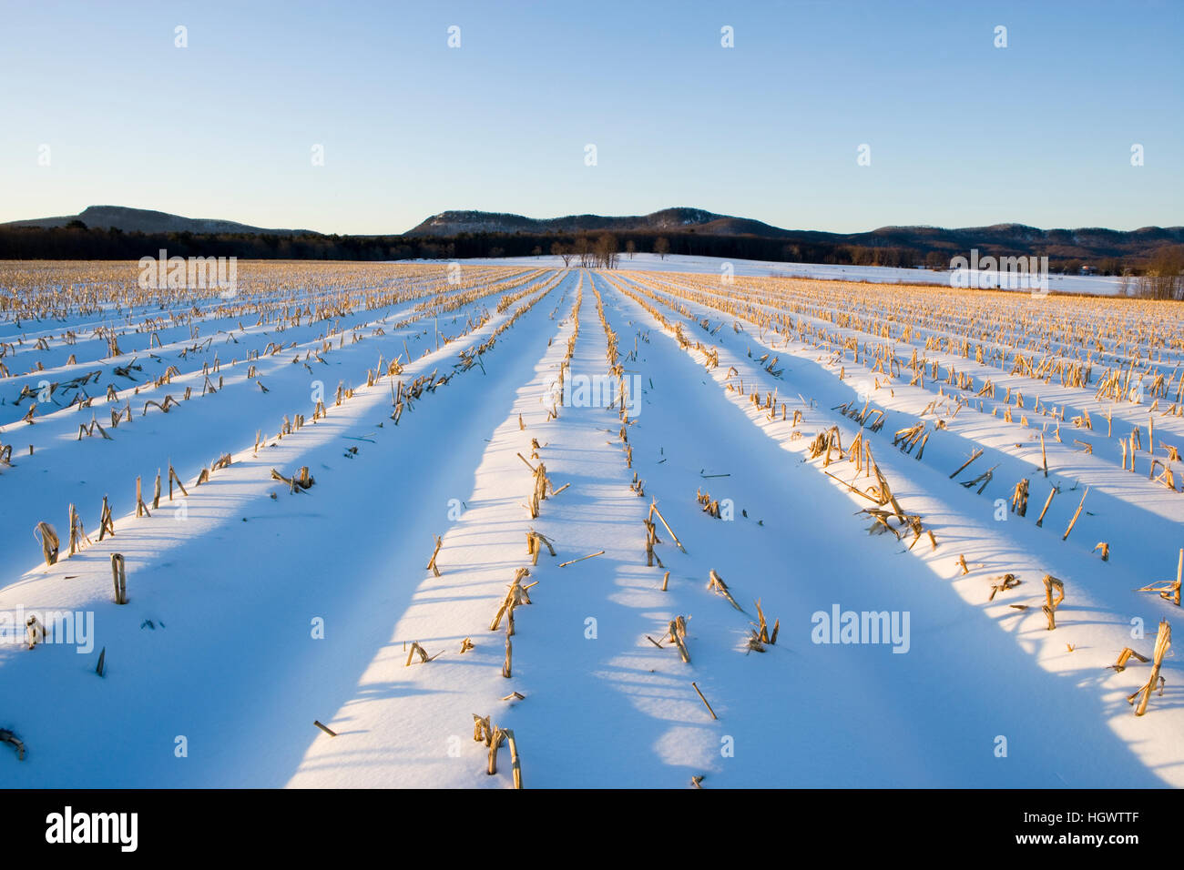 Early morning on a farm in Hadley, Massachusetts. Winter. Holyoke Range ...