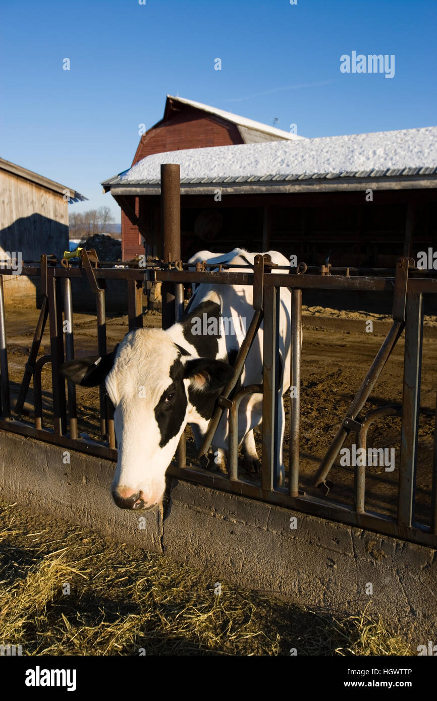 Dairy cows in winter in a farm in hadley, Massachusetts Stock Photo - Alamy